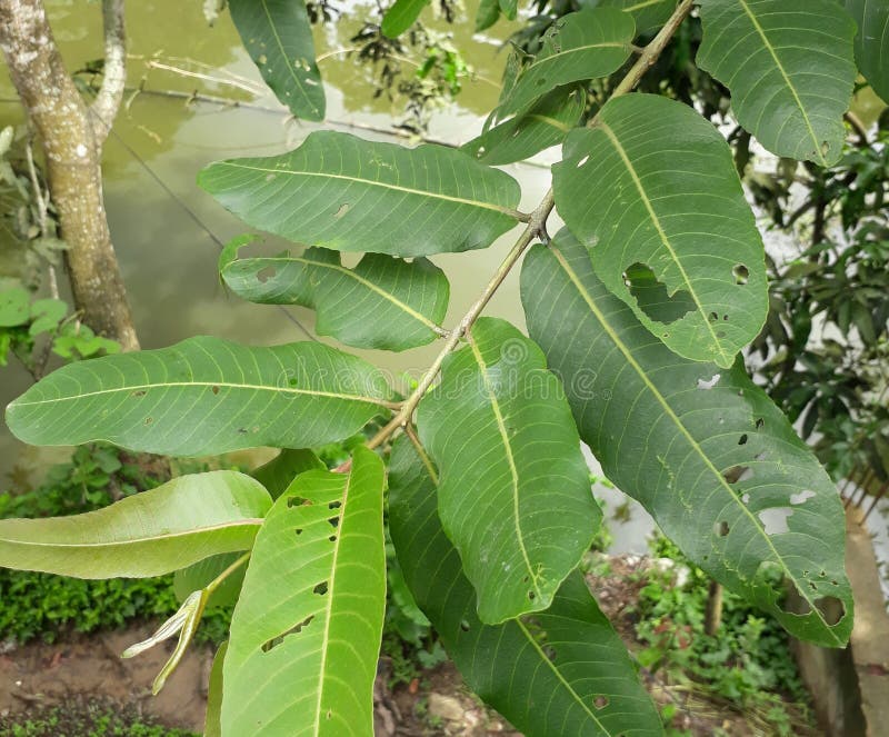 Terminalia Arjuna is a Tree of the Genus Terminalia. it is Commonly ...