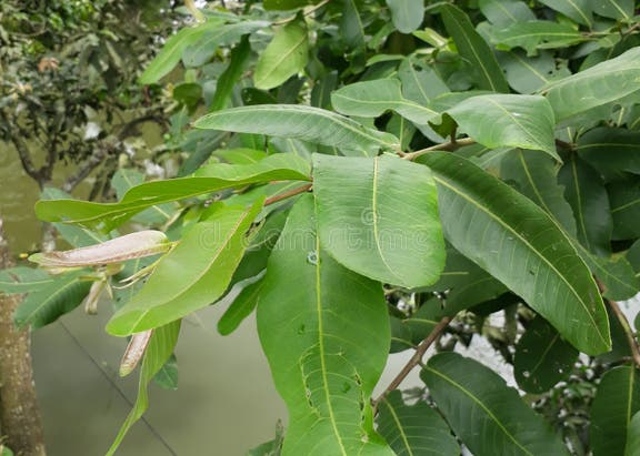 Terminalia Arjuna is a Tree of the Genus Terminalia. it is Commonly ...