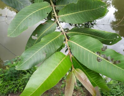 Terminalia Arjuna is a Tree of the Genus Terminalia. it is Commonly ...