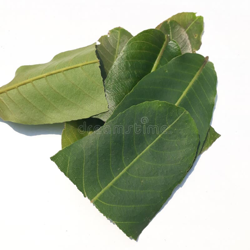 Terminalia Arjuna is a Tree of the Genus Terminalia. it is Commonly ...