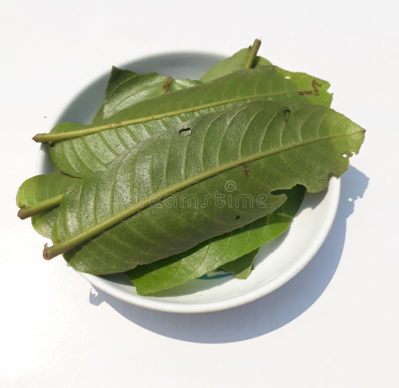 Terminalia Arjuna is a Tree of the Genus Terminalia. it is Commonly ...