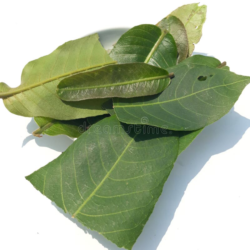 Terminalia Arjuna is a Tree of the Genus Terminalia. it is Commonly ...