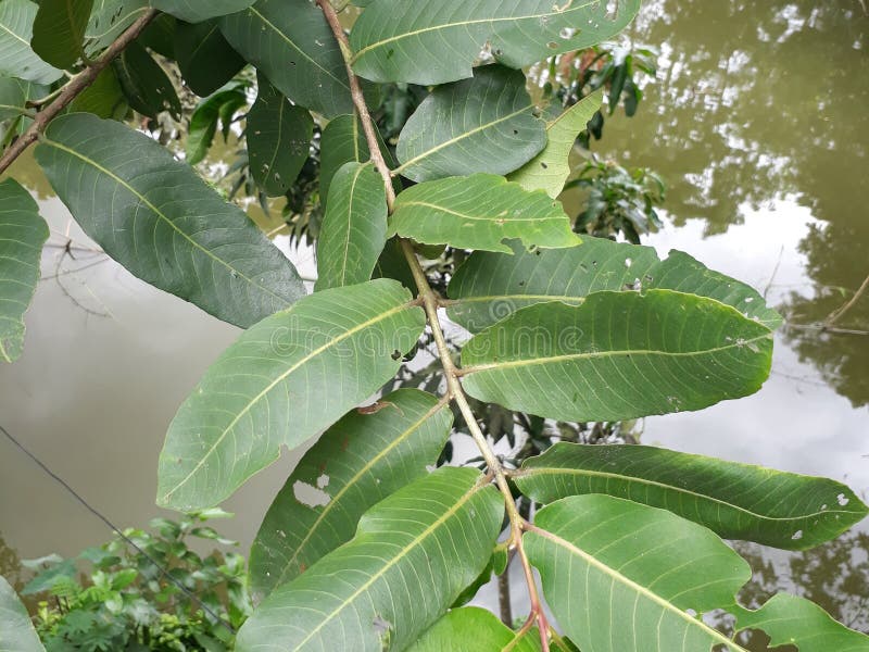 Terminalia Arjuna is a Tree of the Genus Terminalia. it is Commonly ...