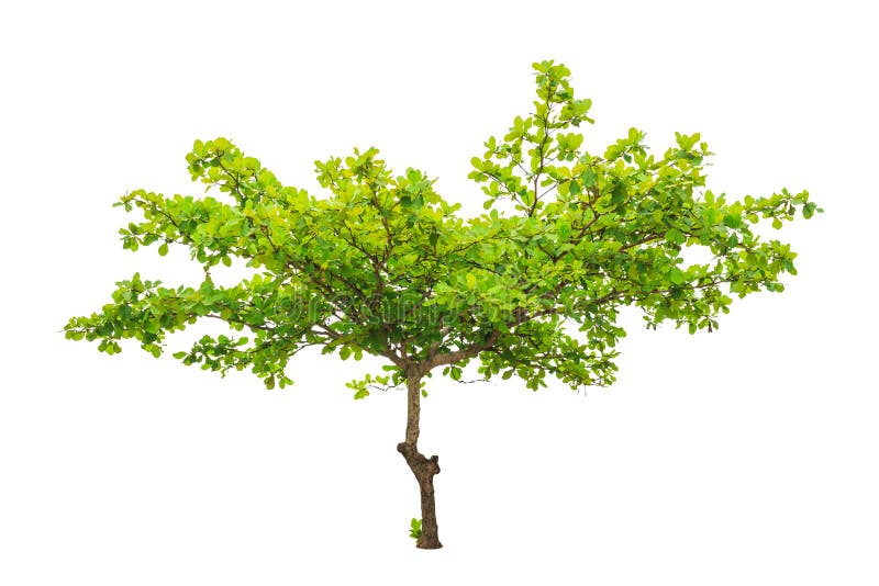 Terminalia-catappa Alias Tropische Mandel Stockbild - Bild von asien ...