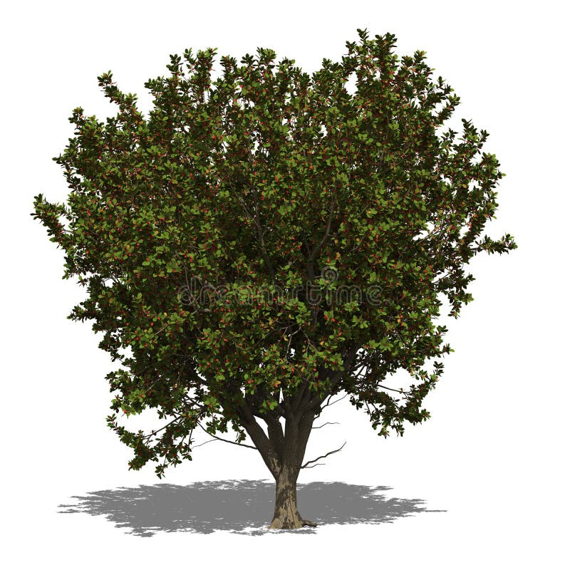 Terminalia Catappa Stock Illustrations – 31 Terminalia Catappa Stock ...