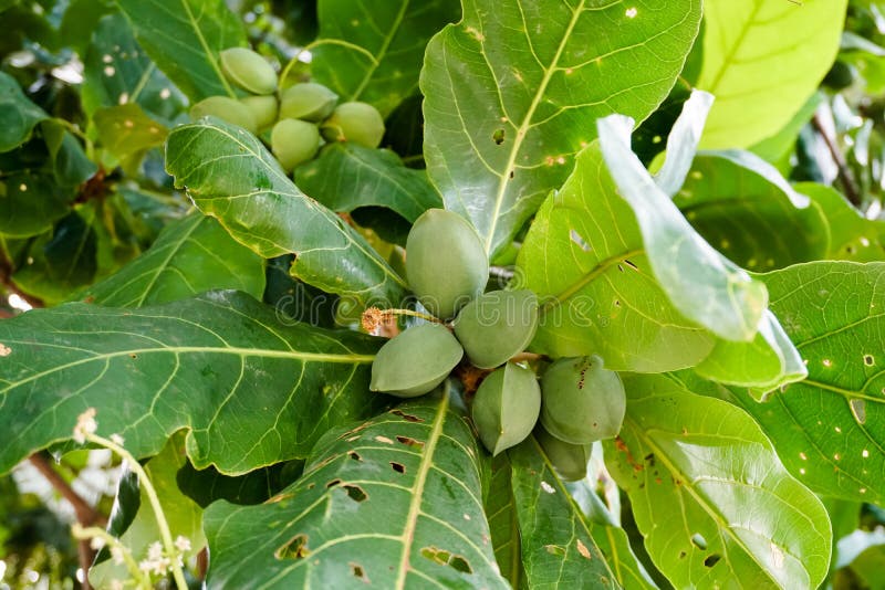 205 Terminalia Trees Stock Photos - Free & Royalty-Free Stock Photos ...