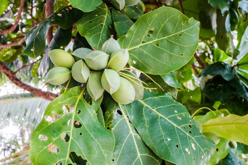 Fresh Green Leaves Of Sea Almond (Terminalia Catappa L.) Stock Image ...
