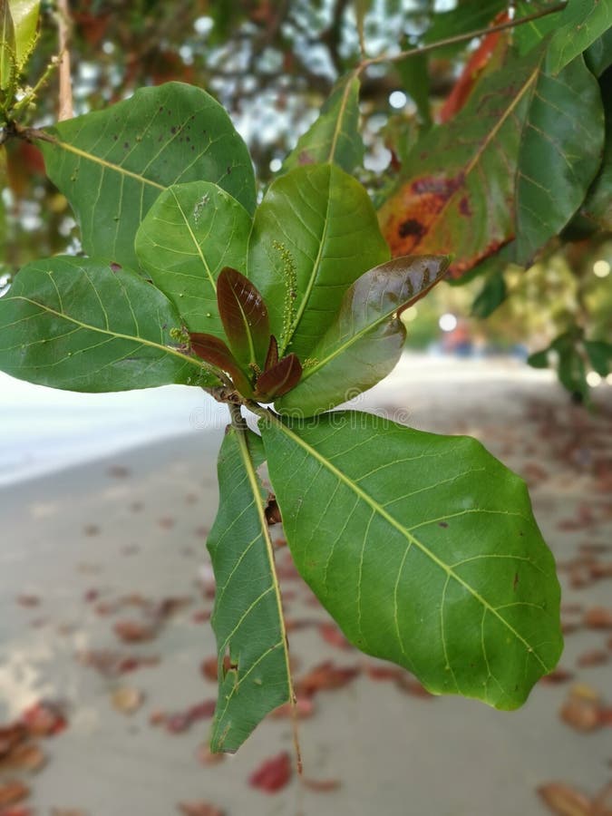 Terminalia Catappa Branches Out by the Beachfront. Stock Image - Image ...
