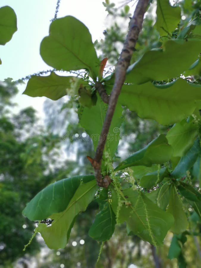 Terminalia Catappa Branches Out by the Beachfront. Stock Image - Image ...