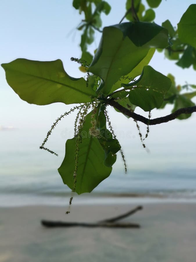 Terminalia Catappa Branches Out by the Beachfront. Stock Image - Image ...
