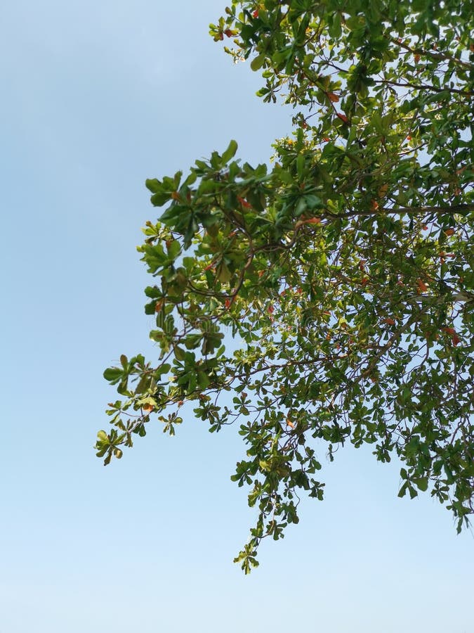 Terminalia Catappa Branches Out by the Beachfront. Stock Photo - Image ...