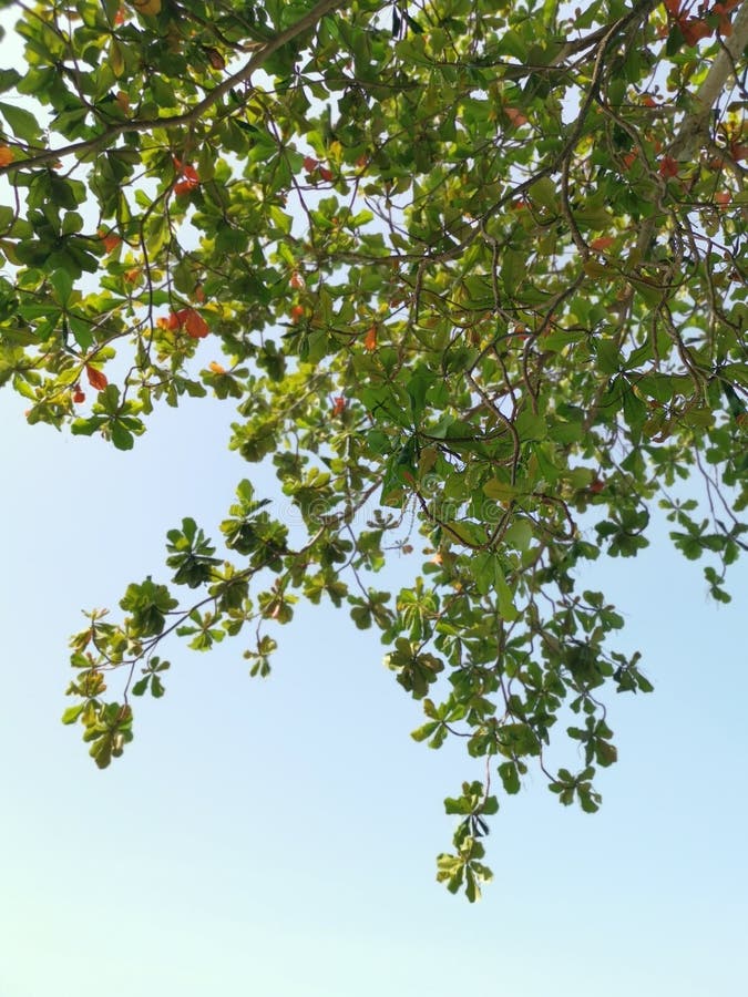 Terminalia Catappa Branches Out by the Beachfront. Stock Image - Image ...