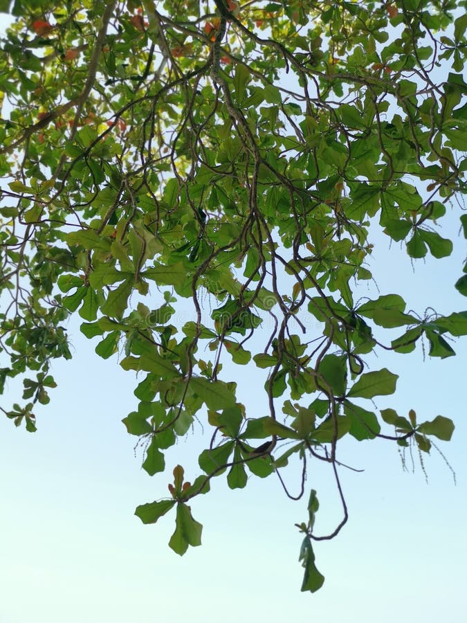 Terminalia Catappa Branches Out by the Beachfront. Stock Photo - Image ...