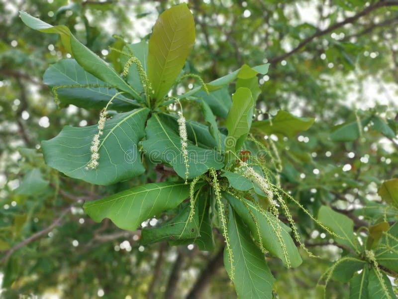 Terminalia Catappa Branches Out by the Beachfront. Stock Image - Image ...