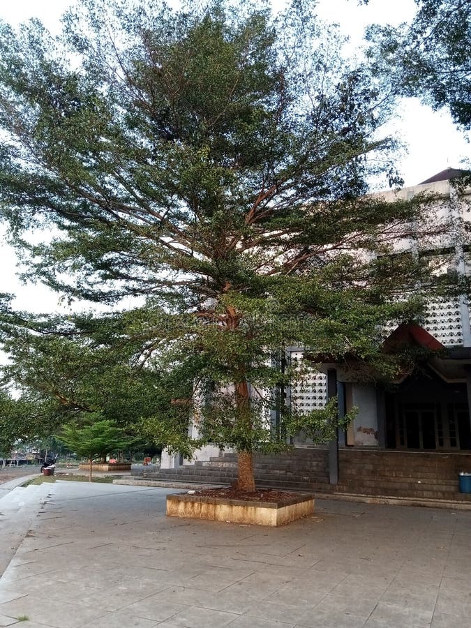 Terminalia Catappa Tree at Morning Weather Stock Photo - Image of ...