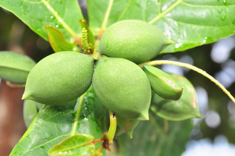 Terminalia Catappa Fruit with Green Leaves Stock Photo - Image of ...