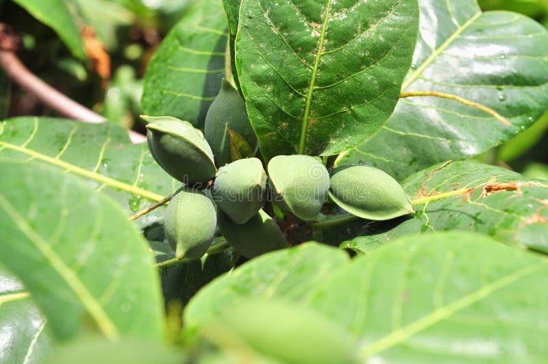 Terminalia Catappa Fruit with Green Leaves Stock Photo - Image of ...