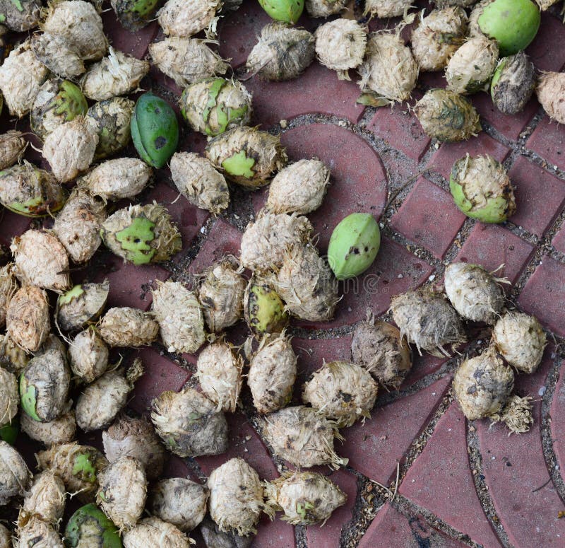 Terminalia catappa fruits stock image. Image of background - 73798349