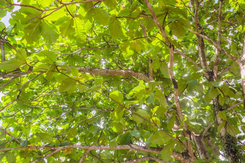 Terminalia Catappa Green Leaves Background Stock Image - Image of ...