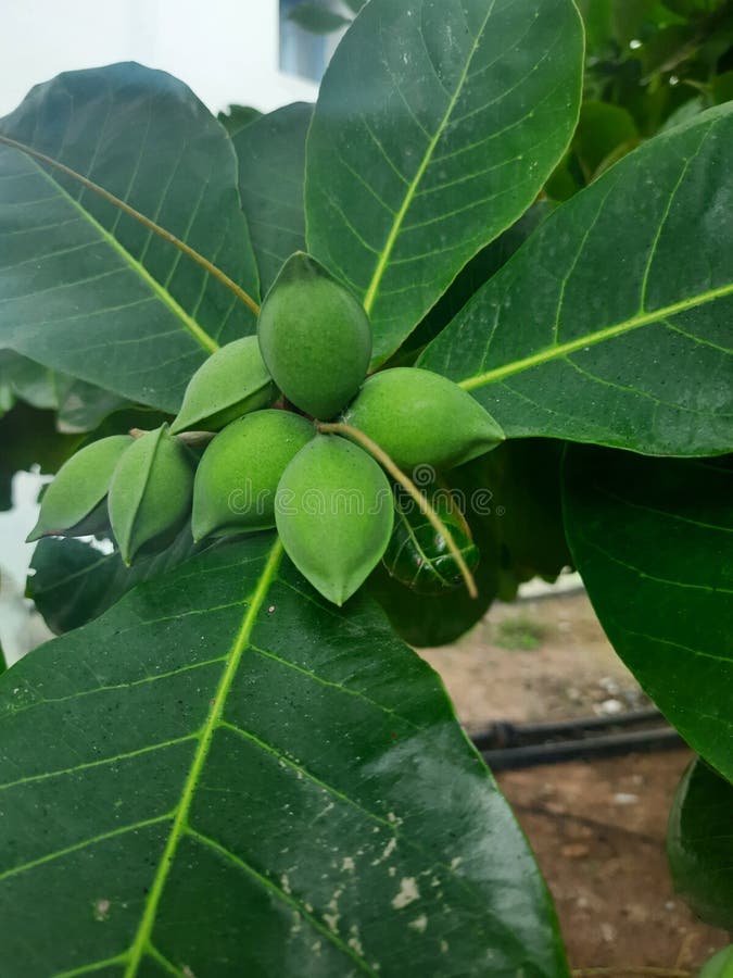 Terminalia Catappa or Indian Almond Stock Image - Image of garden ...