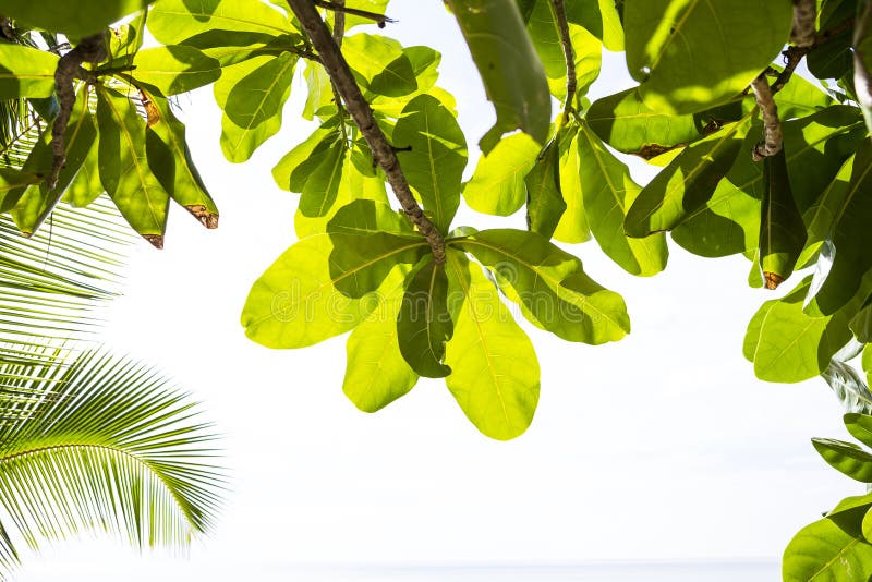 Terminalia Catappa Leaves Isolate on White Background Stock Photo ...
