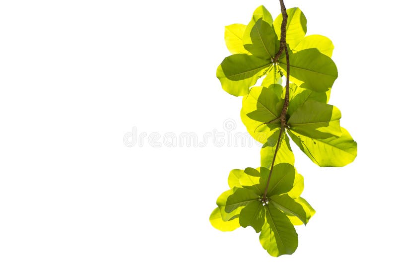 Terminalia Catappa Leaves Isolate on White Background Stock Image ...