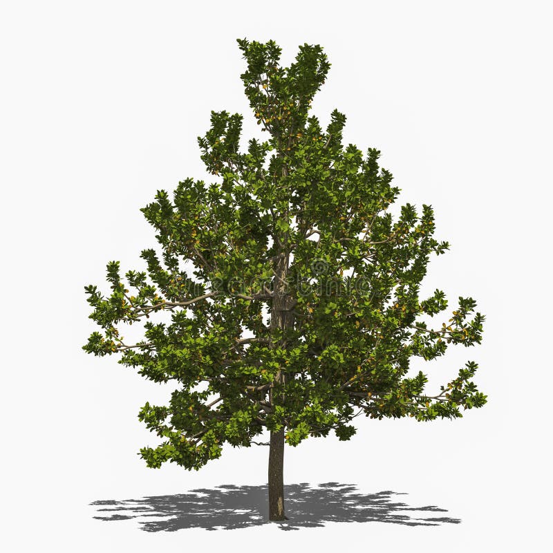 Terminalia Catappa (summer) Stock Illustration - Illustration of tree ...