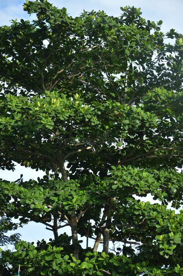 205 Terminalia Trees Stock Photos - Free & Royalty-Free Stock Photos ...