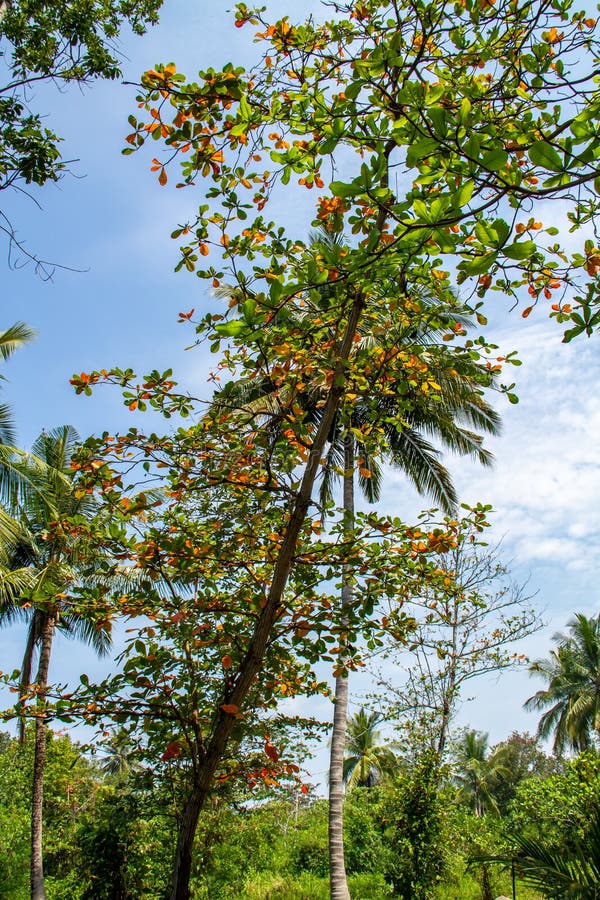 Terminalia Catappa Tree with Blue Clouds on the Beach Stock Photo ...