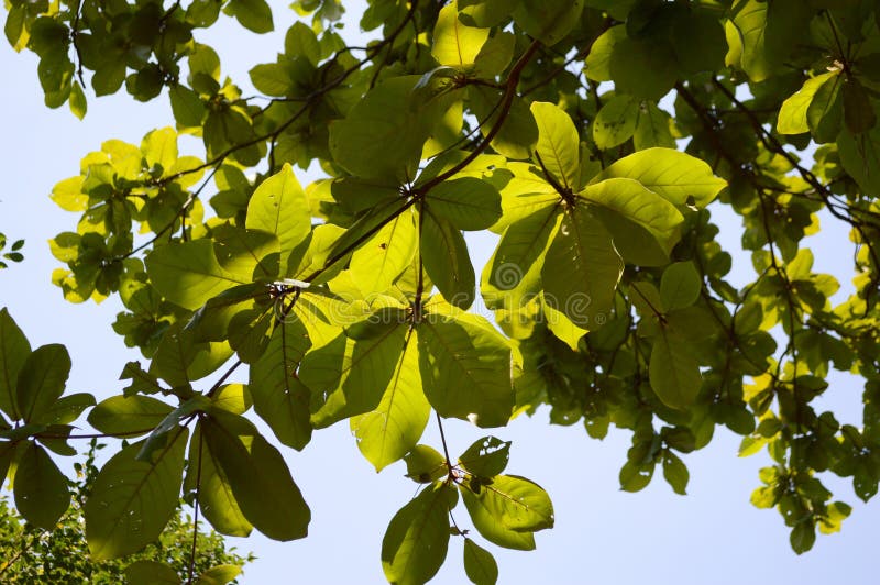A Terminalia Catappa Tree with Green Leaves and a Blue Sky Stock Image ...