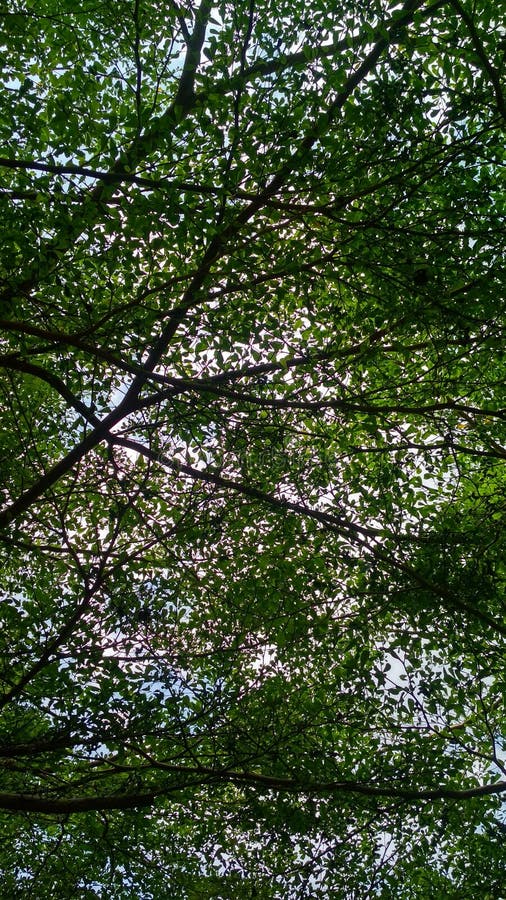 Terminalia Catappa Tree Which is a Garden Shade Stock Photo - Image of ...