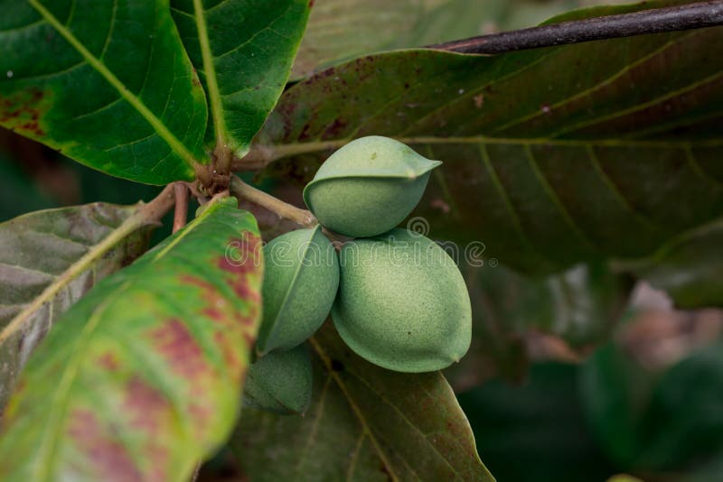 (Terminalia Catappa).Tropical Almond, Bengal Almond, Indian Almond ...