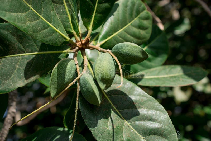 (Terminalia Catappa).Tropical Almond, Bengal Almond, Indian Almond ...