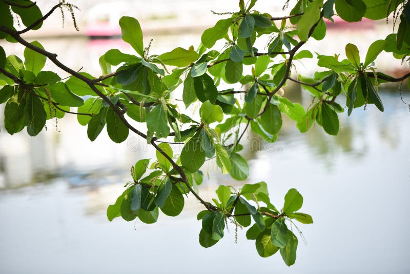 Terminalia Catappa Tropical Almond Stock Photo - Image of natural ...
