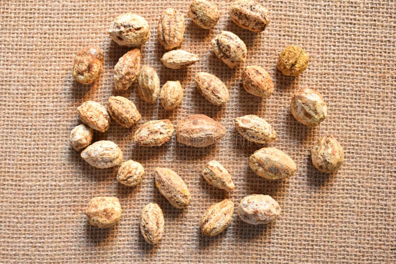 Terminalia chebula stock image. Image of aromatic, ingredients - 194493037