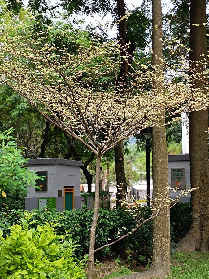 Terminalia Ivorensis in the Garden Stock Photo - Image of woodland ...