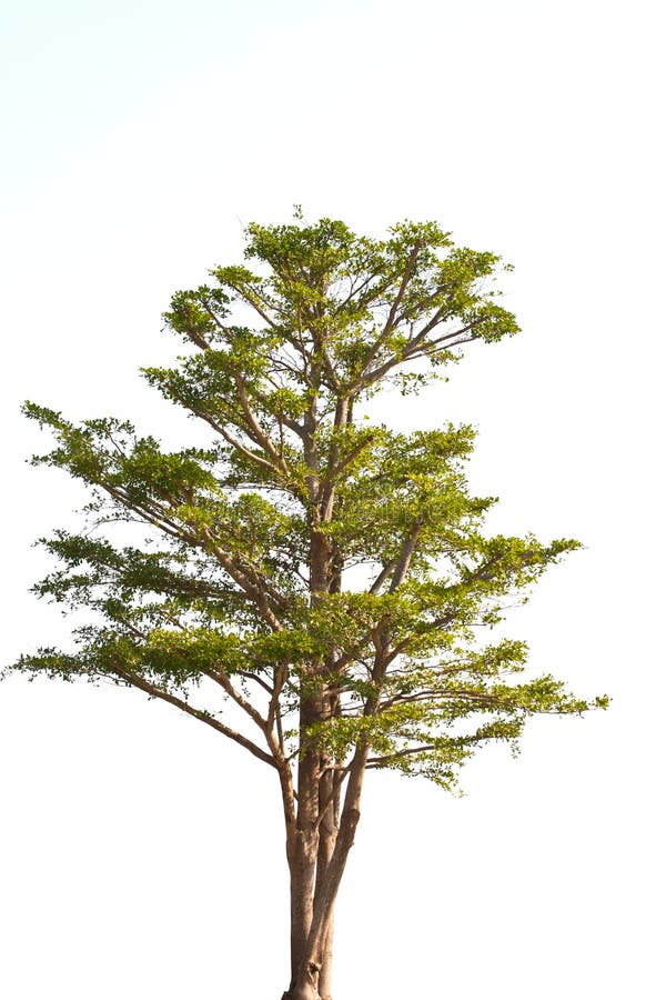 Terminalia Ivorensis on White Background Stock Image - Image of lonely ...