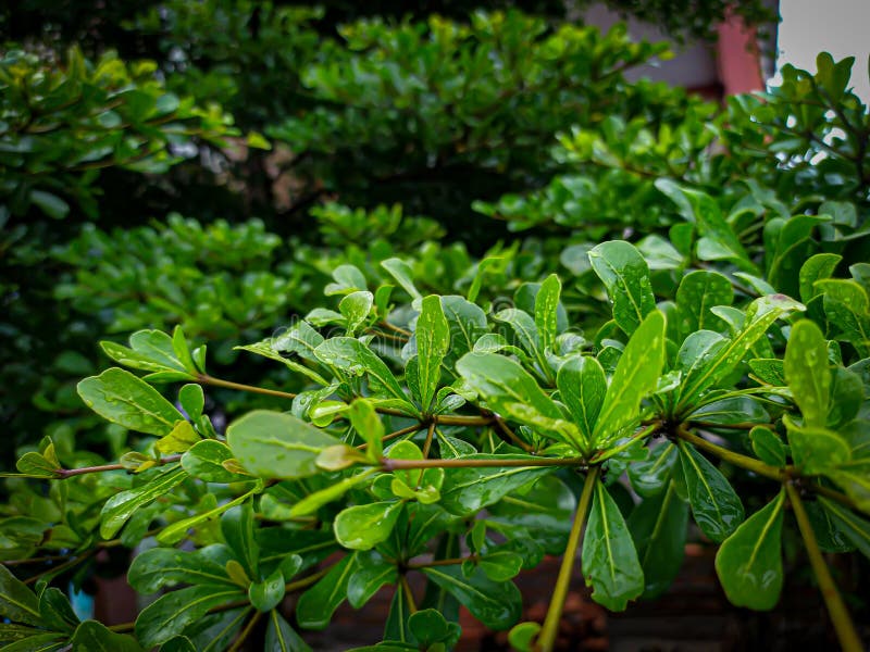 Terminalia Mantaly Leaves after Rain Stock Image - Image of vegetation ...