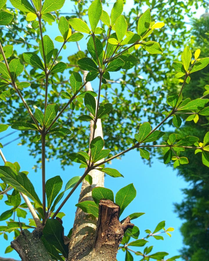 Terminalia Mantaly (Also Called Ketapang Kencana, Madagascar Almond ...