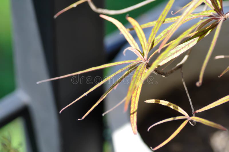 Terminalia Sp Stock Photos - Free & Royalty-Free Stock Photos from ...