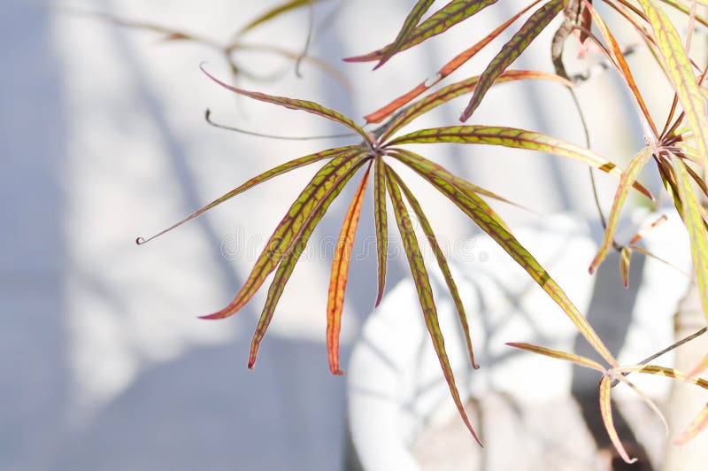 Terminalia Sp Stock Photos - Free & Royalty-Free Stock Photos from ...