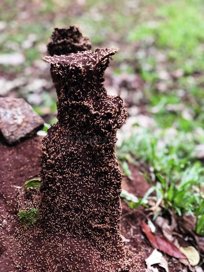 Termitarium stock photo. Image of termite, soil, nature - 35662662