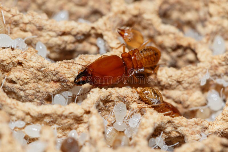Termita y larvas blancas foto de archivo. Imagen de agujeros - 212415696