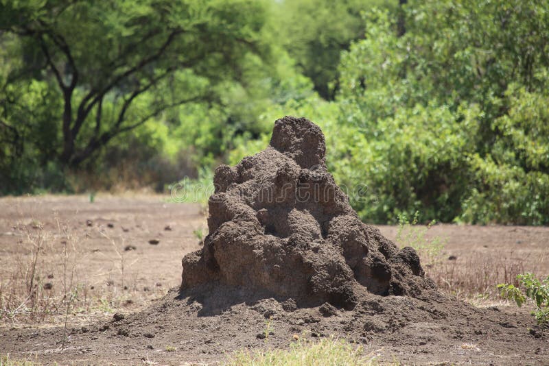Termitary imagen de archivo. Imagen de hierba, cubo, colonia - 33106487