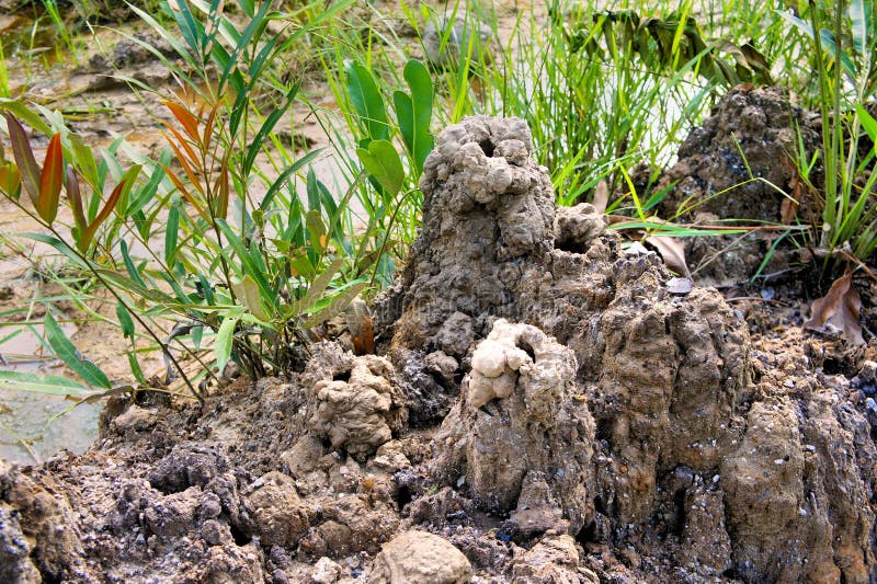 Termitary. stock image. Image of wildlife, wild, nature - 38378127