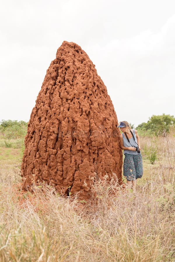 Termitary or White Ants Hill Stock Photo - Image of nest, leaf: 37646744