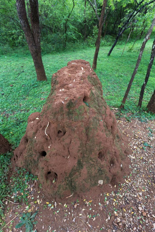 Termitary Ou Colline De Fourmis Blanches Photo stock - Image du ...