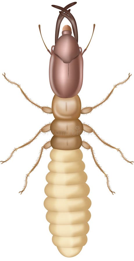 Soldier Termite Illustration Stock Illustration - Illustration of legs ...