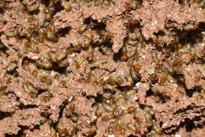 Termite Picture. Image: 14498226