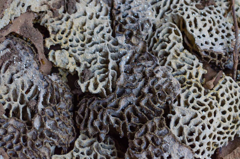 Termite soil stock image. Image of termite, timber, carpentry - 24040743